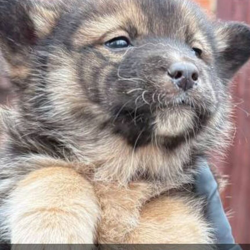 Щенок от частного владельца