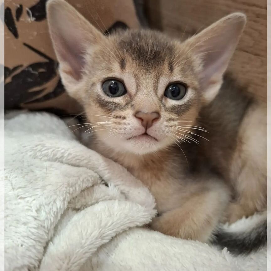 Абиссинский котёнок