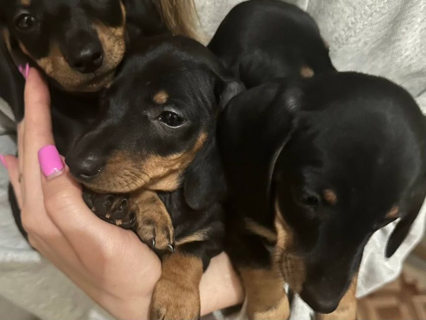 Карликовая такса щенки