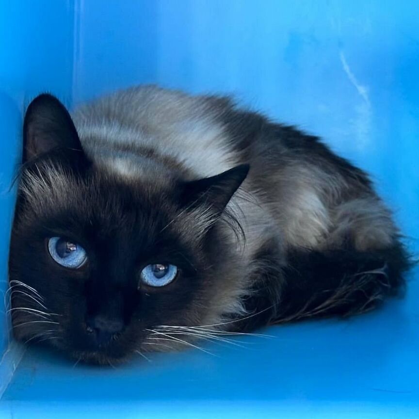 Сиамскмий кот Ватсон