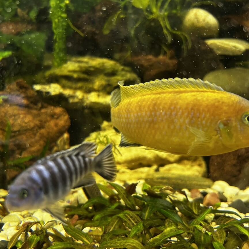 Рыбы цихлиды