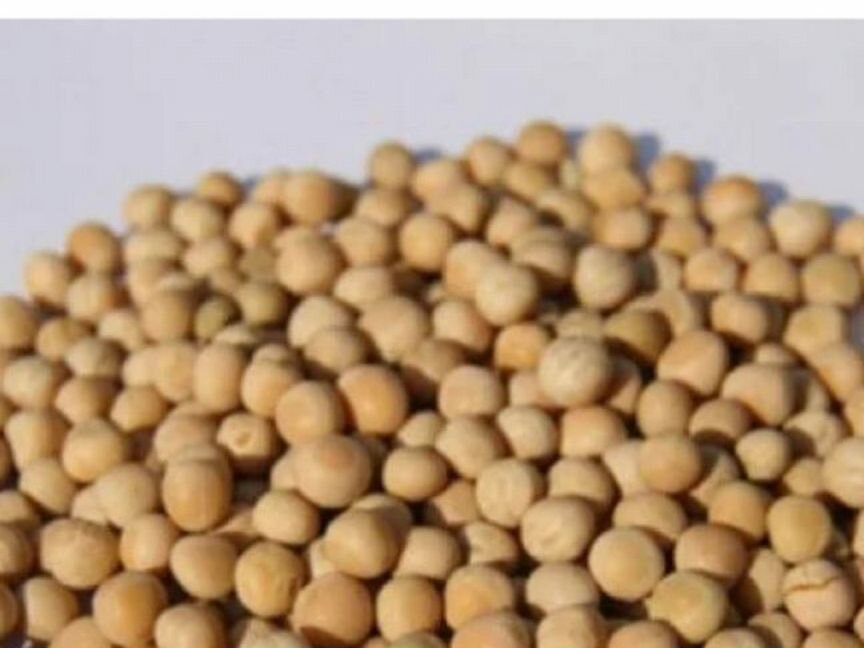 Горох на семена