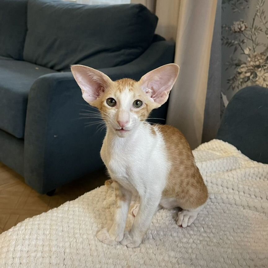 Ориентальные котята