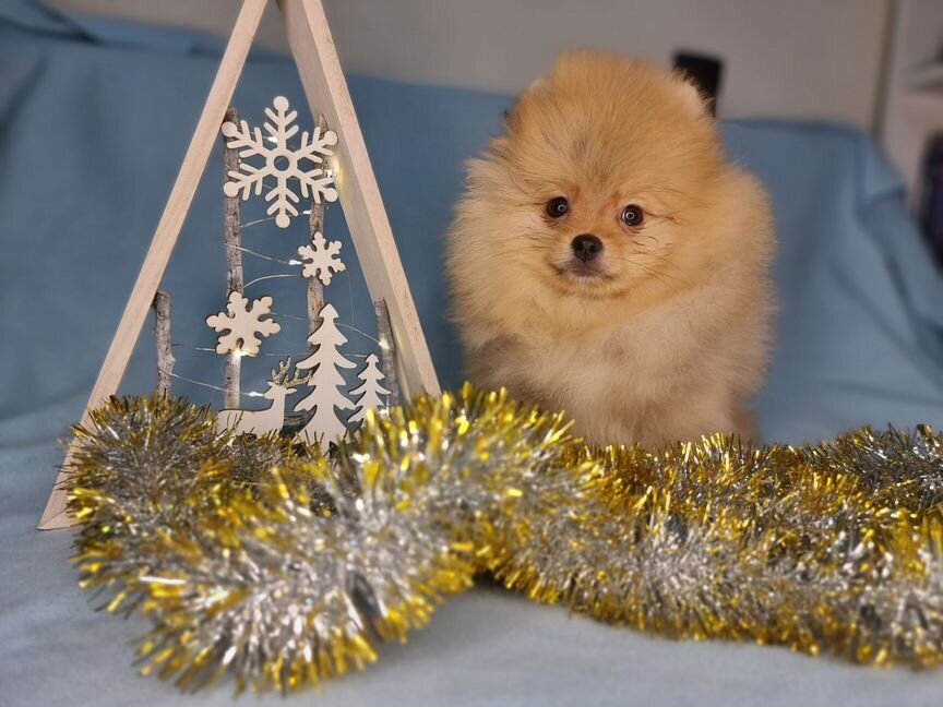 Померанский шпиц