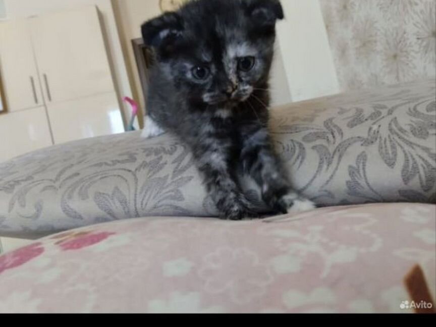 Вислоухий котёнок