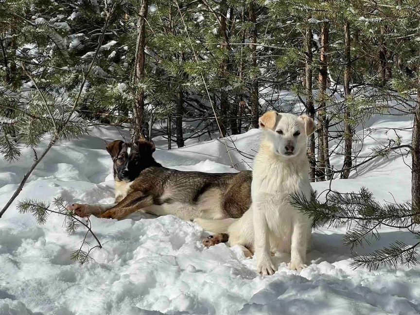 Собака в добрые руки отдам бесплатно