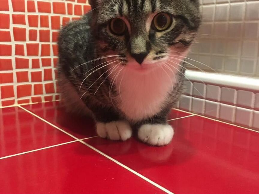 Котёнок ищет дом