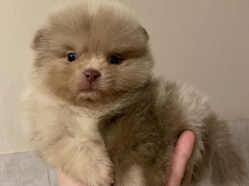 Шпиц мраморный мальчик