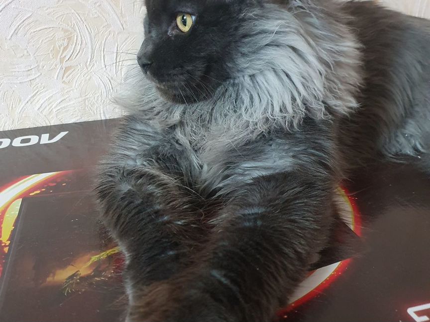 Котята мейн-кун