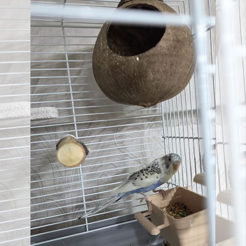 Волнистый попугай