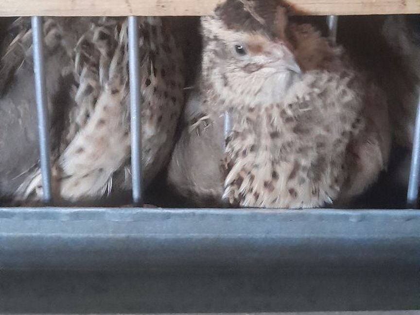 Перепел Фараон (мальчики на племя)