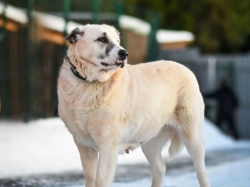 Алабай девочка в добрые руки