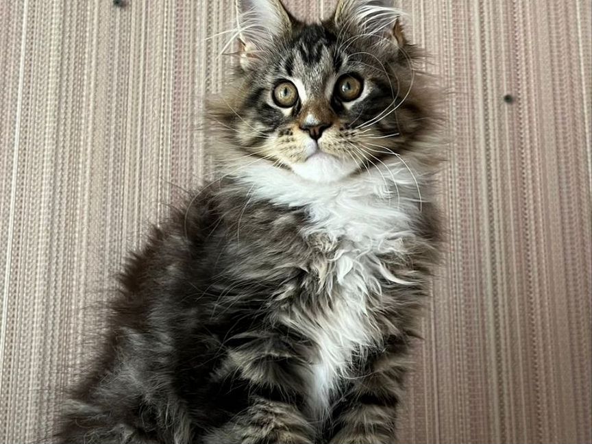 Породистые котята Мейн-кун