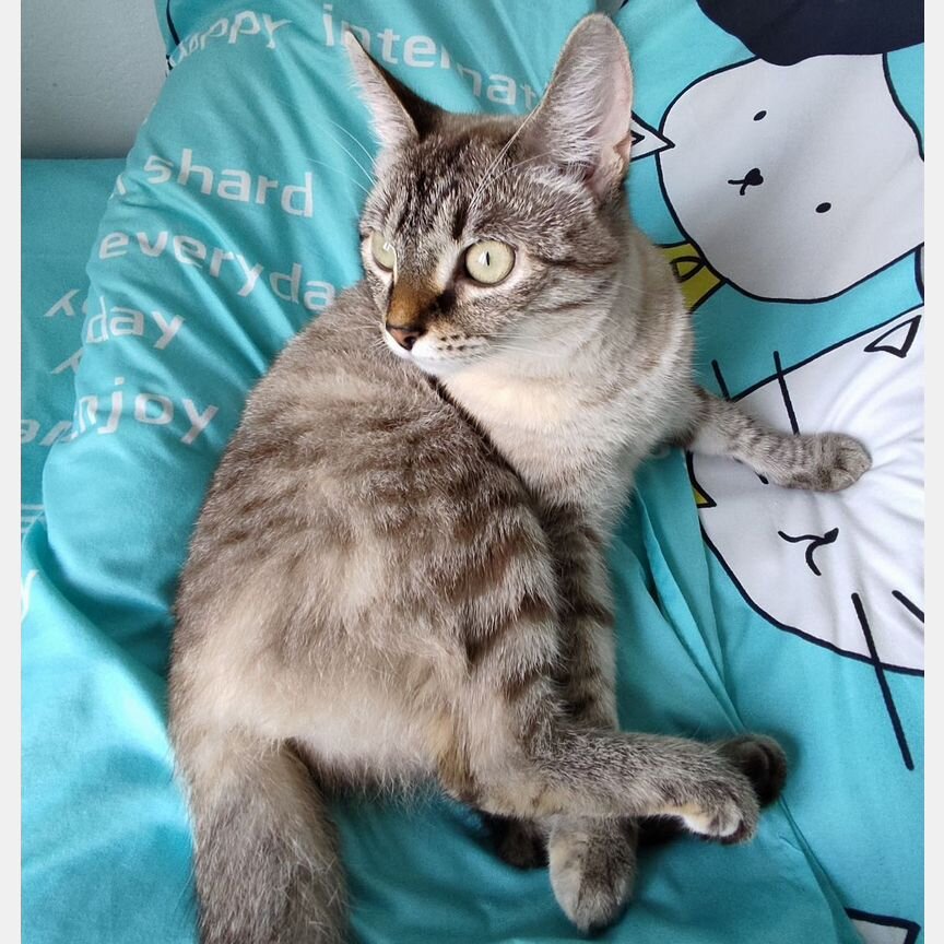 Отдам кису в добрые ручки