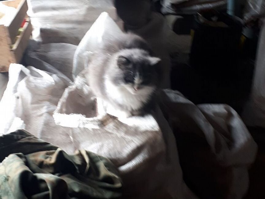 Кошки в добрые руки