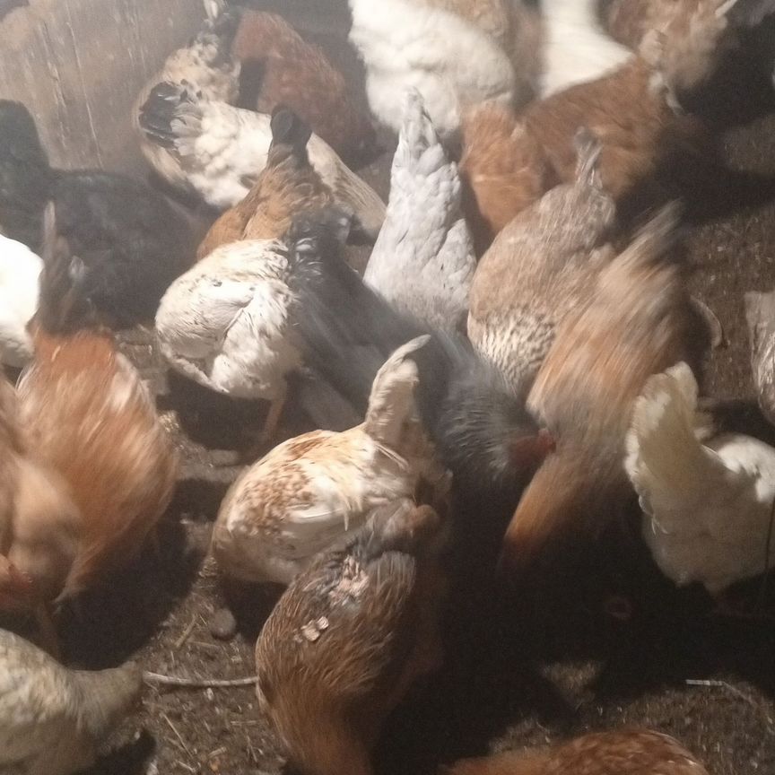 Куры несушки и мясояичные