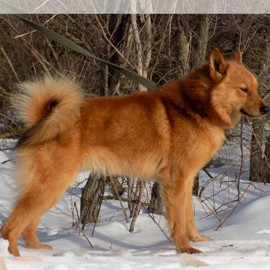 Лайка карело-финская