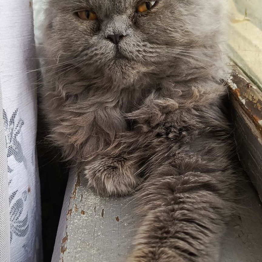 Кошки в добрые руки бесплатно