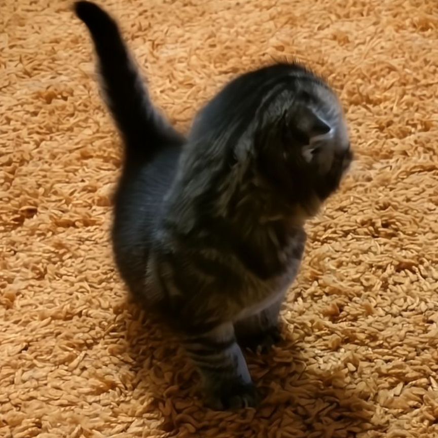 Шотландский вислоухий короткошёрстный котёнок