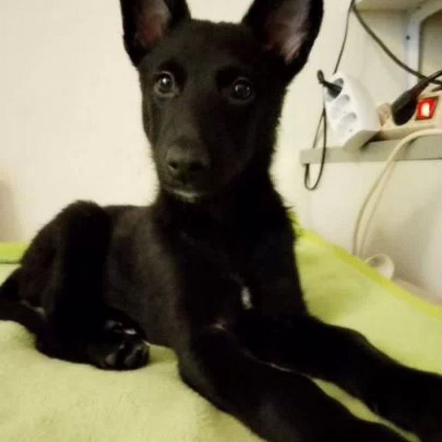 Щенок в добрые руки