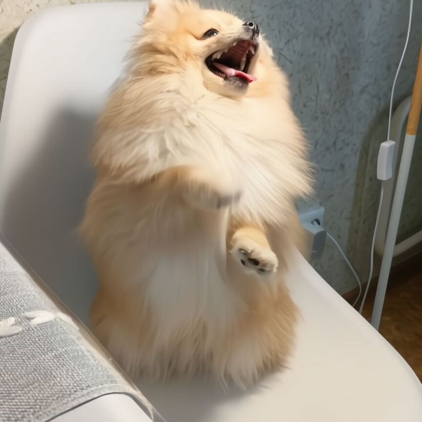 Померанский шпиц, щенок