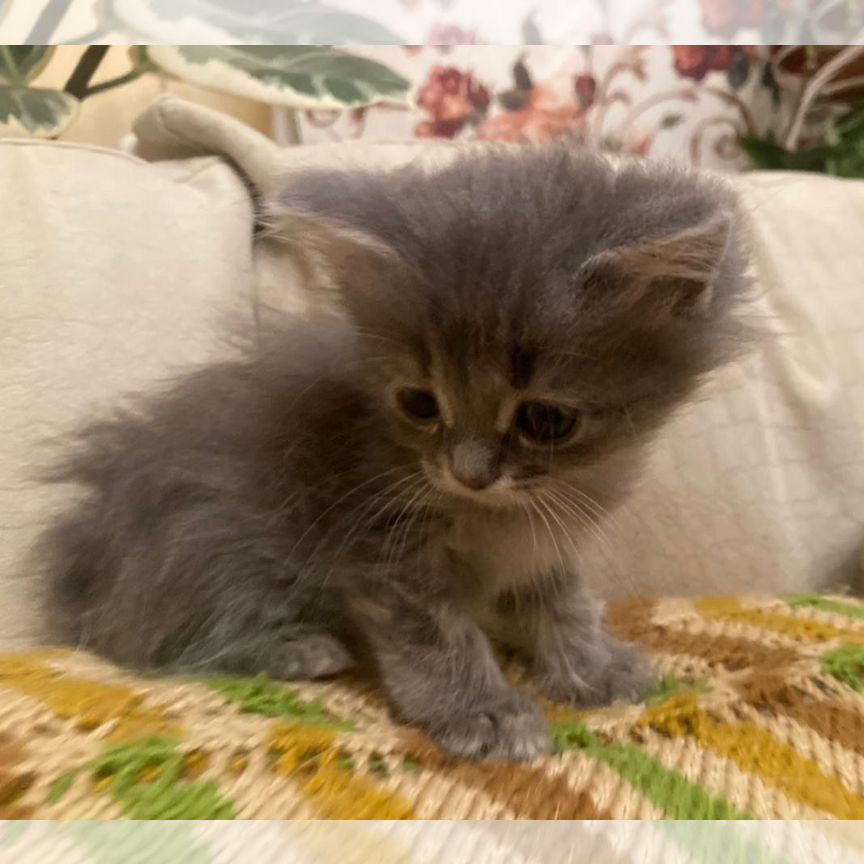 Котёнок девочка ищет новый дом