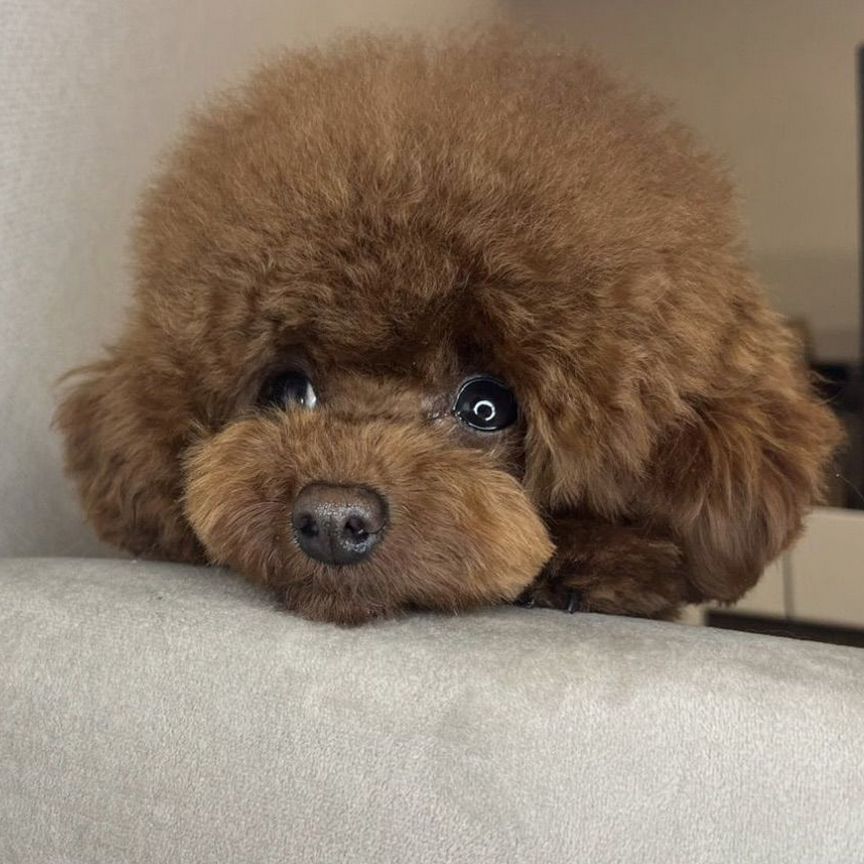 Той пудель мальчик подрощенный