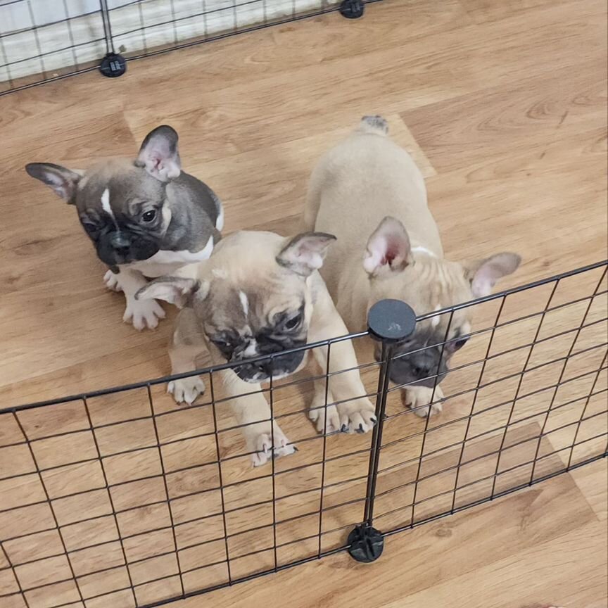 Французский бульдог, щенок