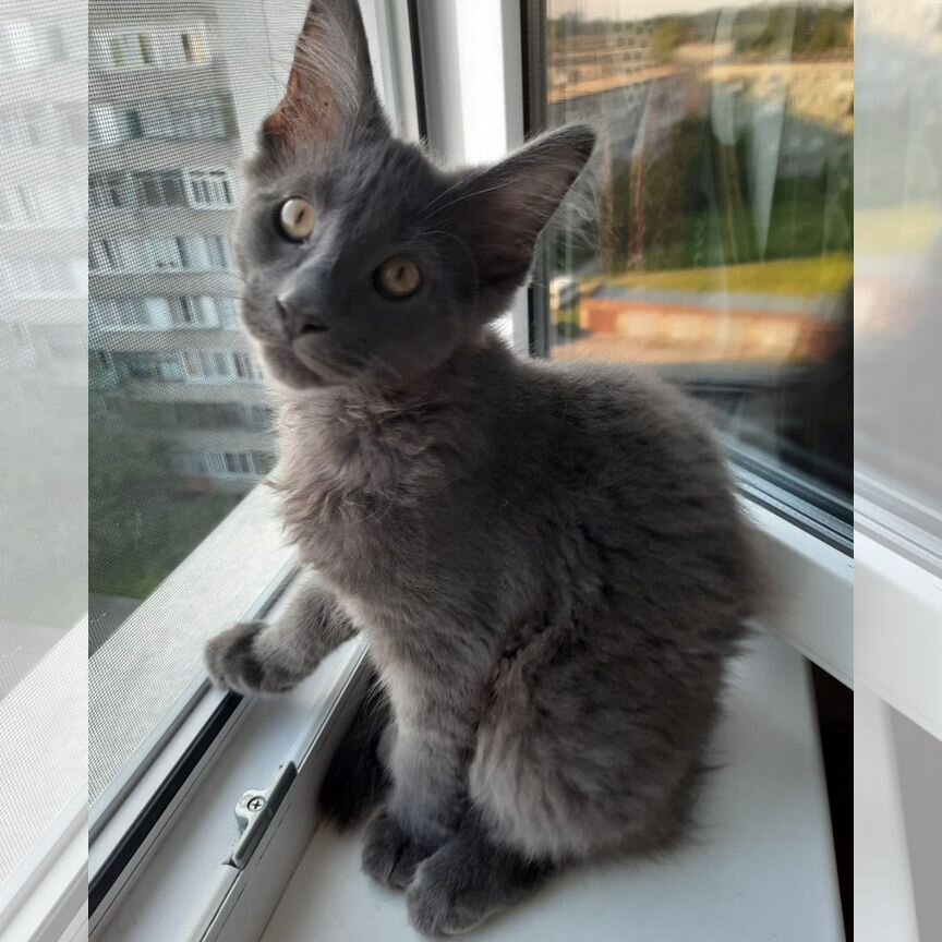 Котёнок мейн-кун