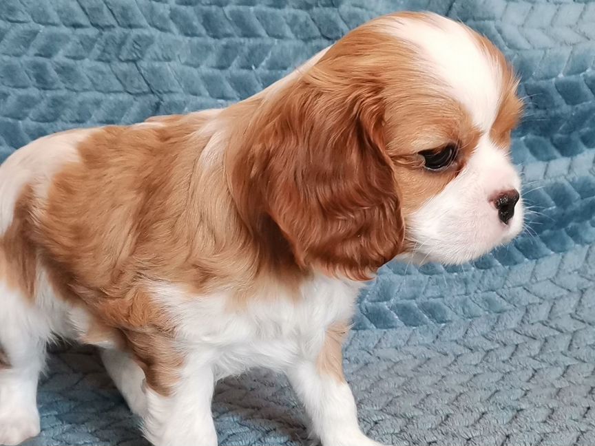 Восхитительные кавалеры