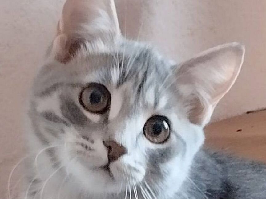 Котенок в добрые руки