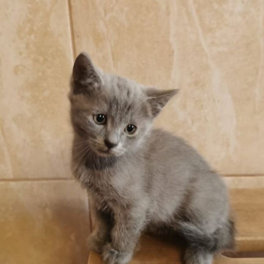 Малышка, 1,5 мес., в добрые руки