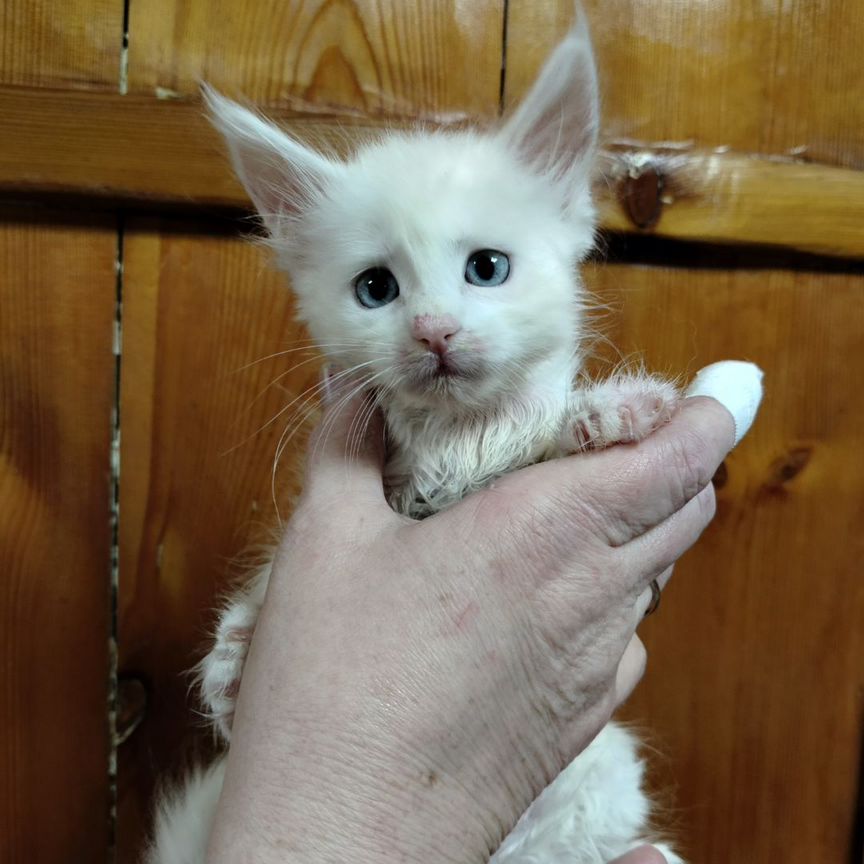 Мейн-кун котёнок