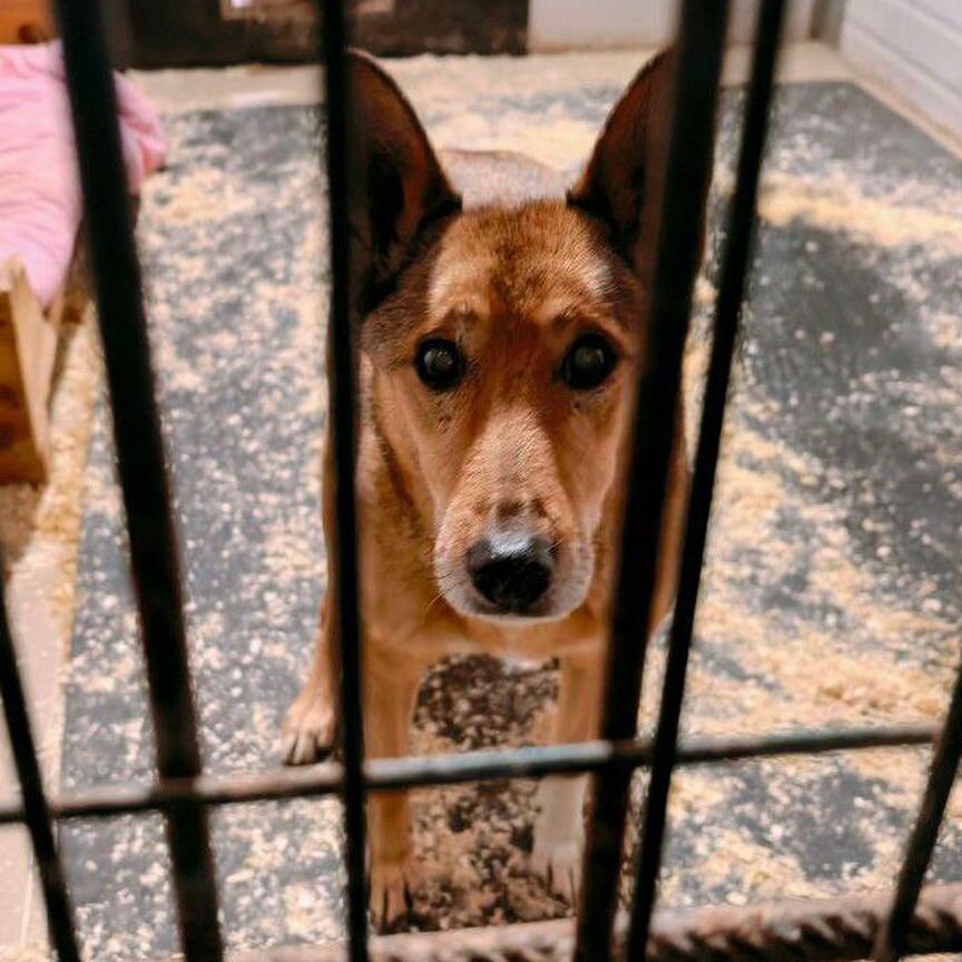 Взрослая собака в добрые руки