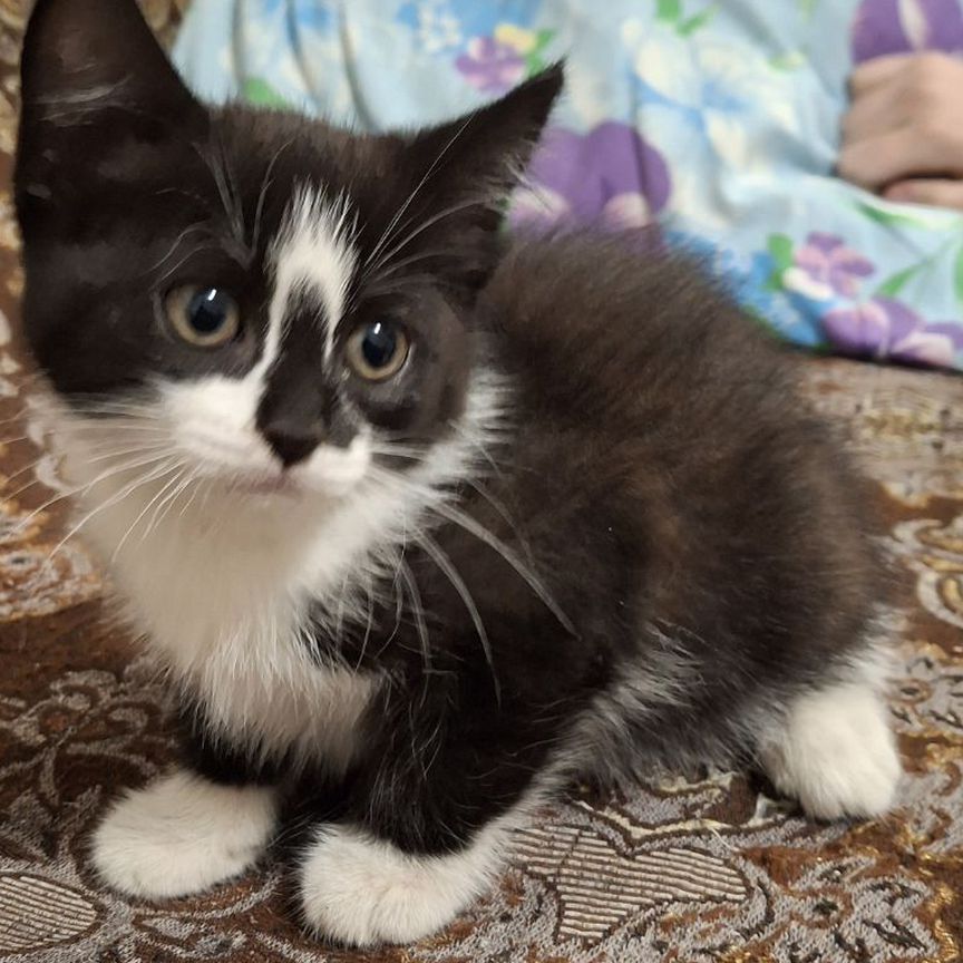 Котёнок в добрые руки