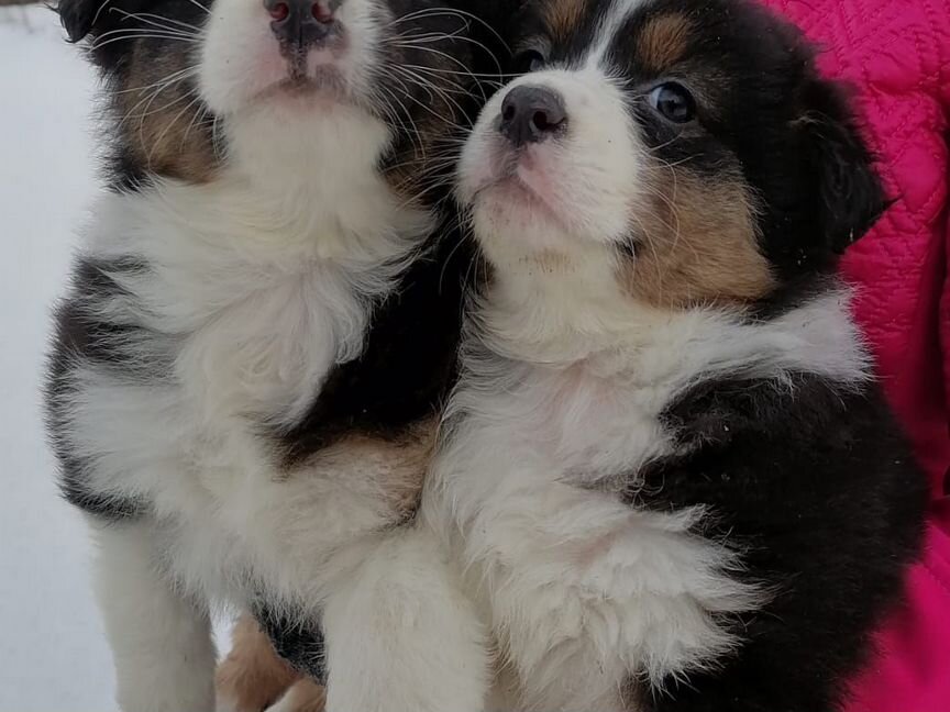 Австралийская овчарка аусси щенки