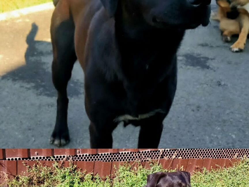 Лабрадор ретривер помесь