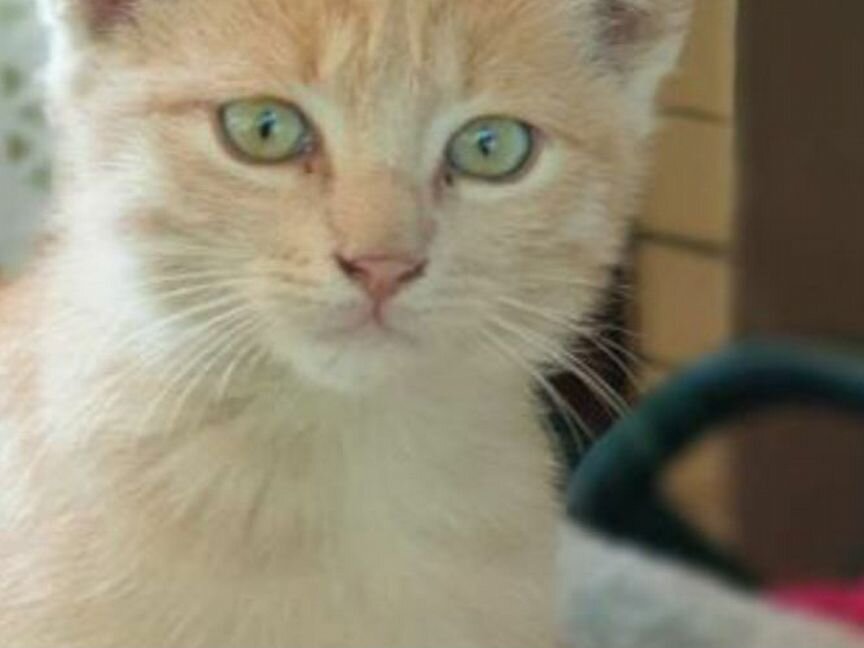 Котята