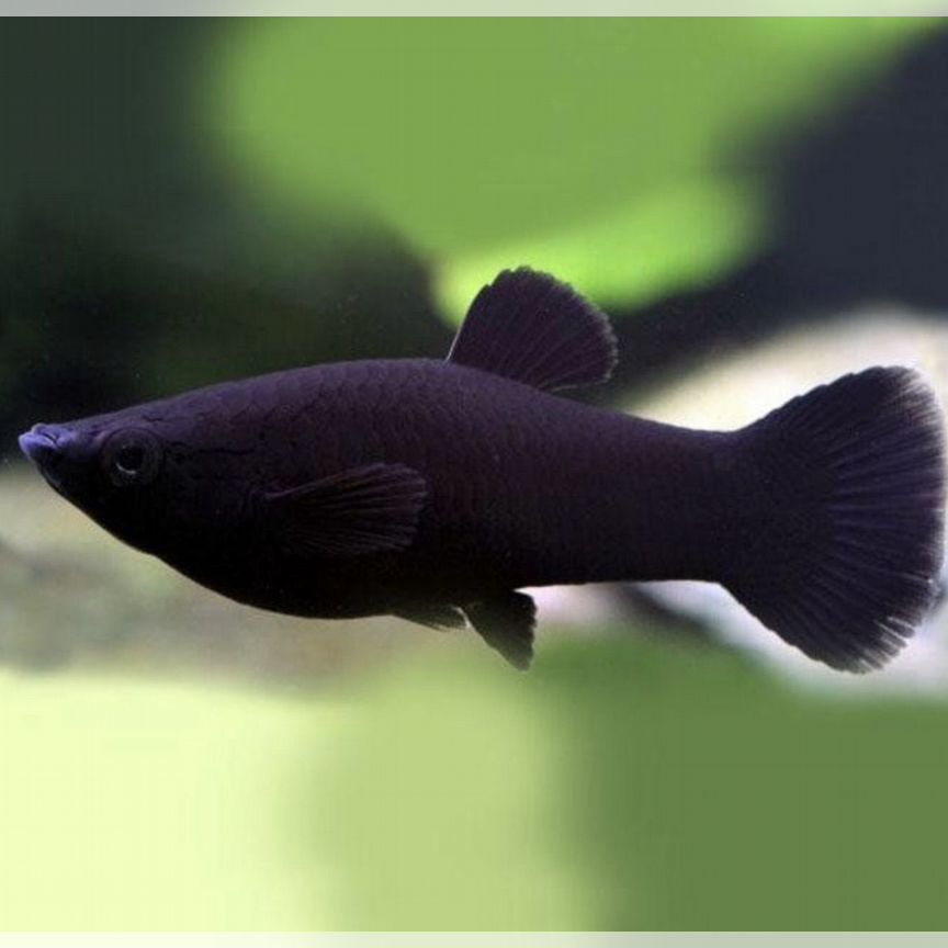 Отдам подростков молинезии черной