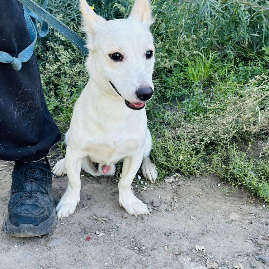 Маленький песик в добрые руки