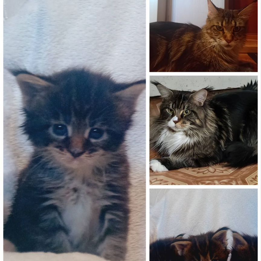 Мейн-кун котёнок