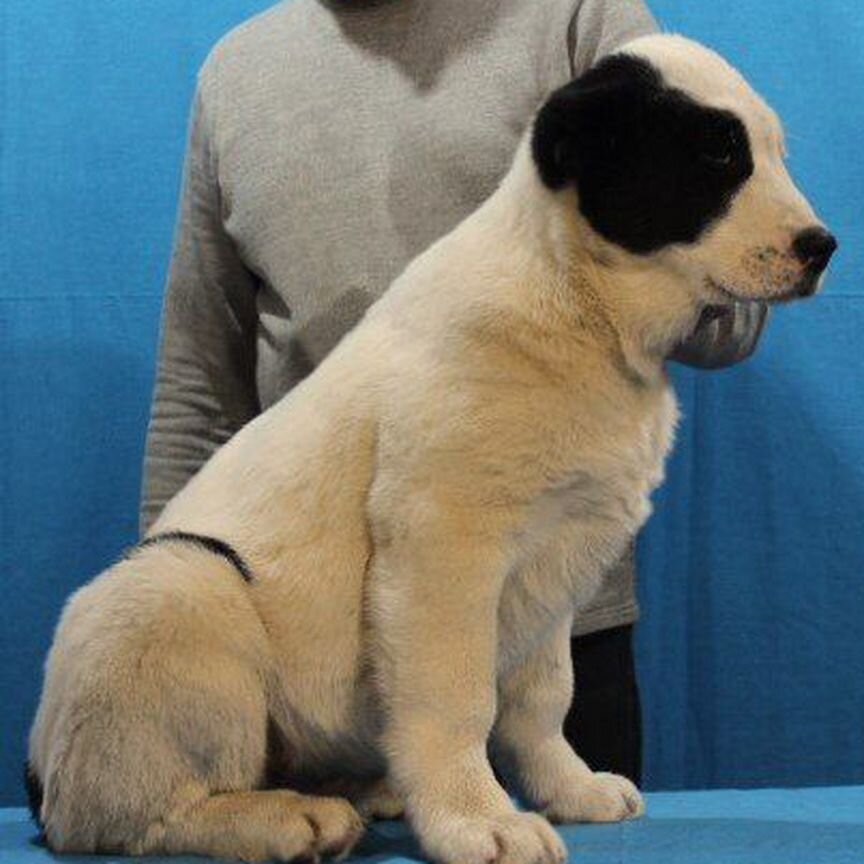 Породистые щенки Алабая