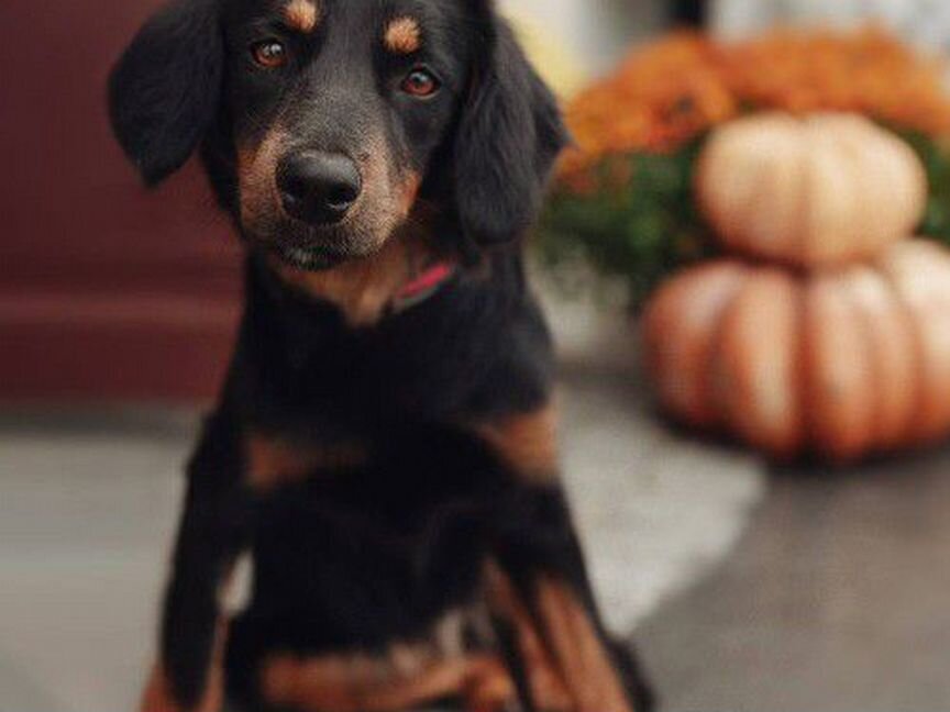 Маленькая собака 10 кг. в добрые руки