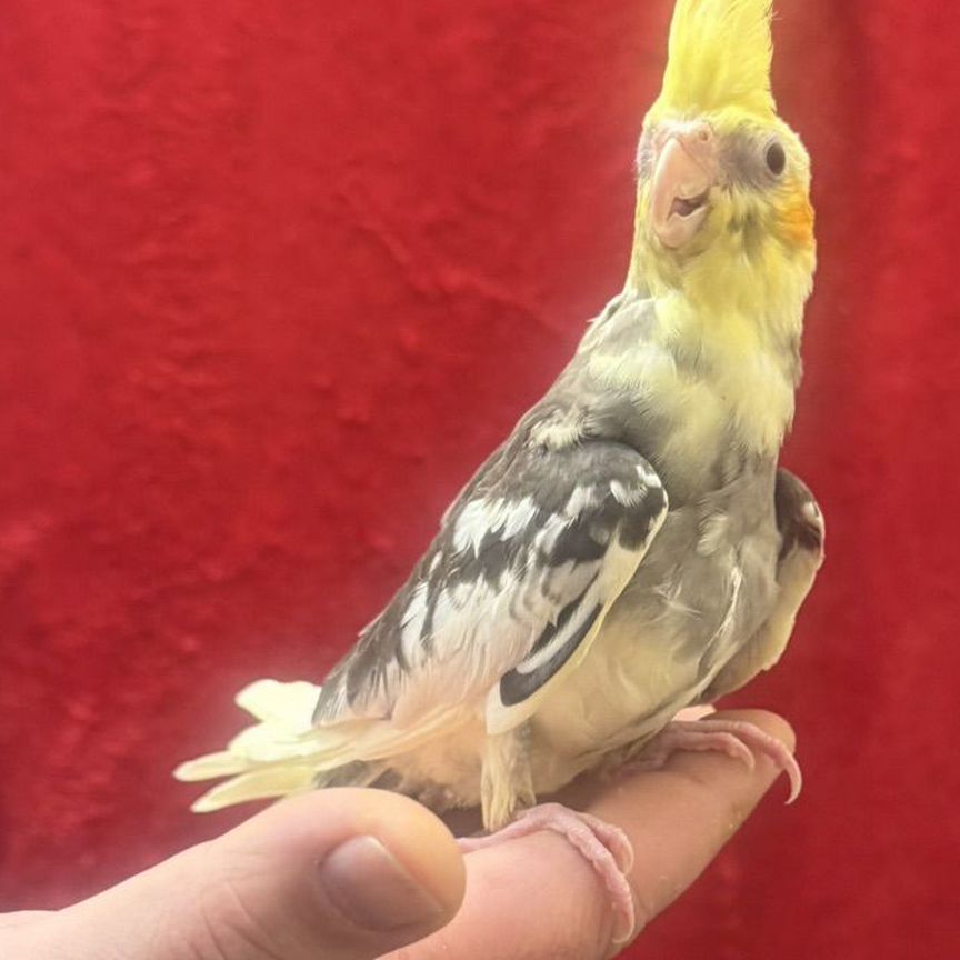 Попугай корелла