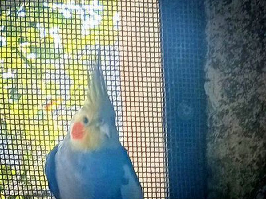 Попугай корелла птенец