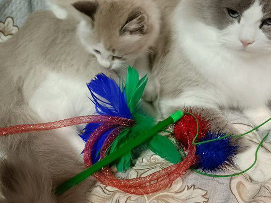 Чудо ребятки Рэгдолл