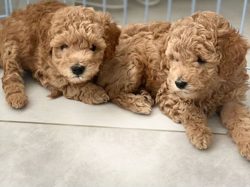 Щенки Мальтипу f2