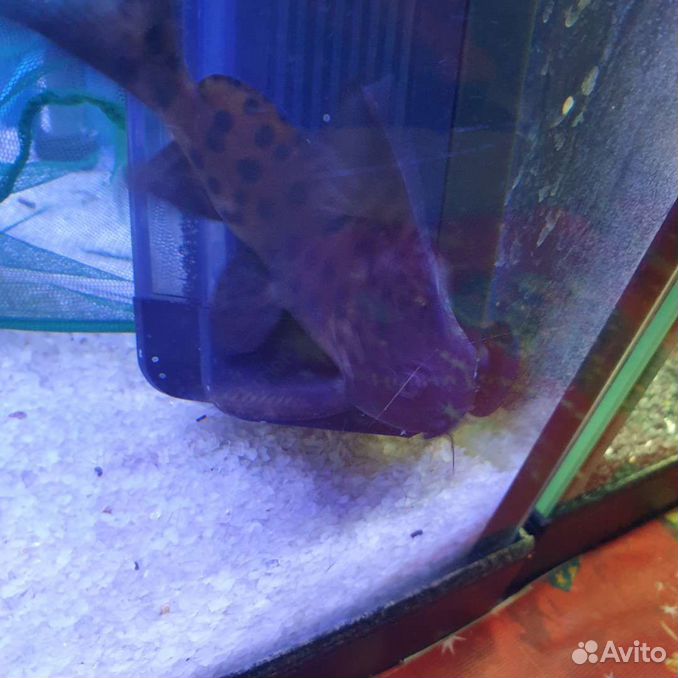 Синадонтис сомик