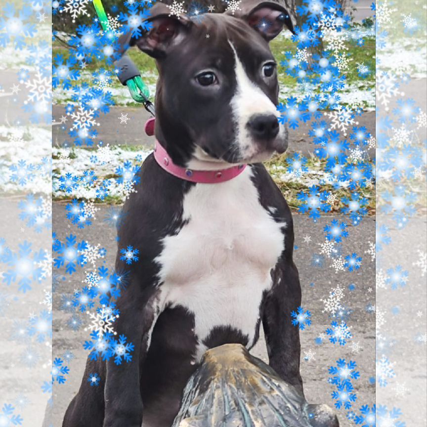 Американский стаффордширский терьер, щенок