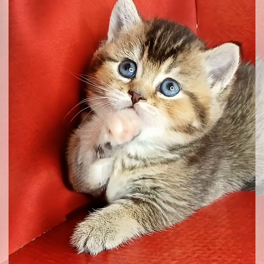 Манчкин котёнок